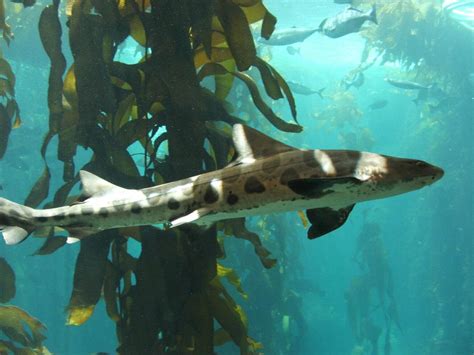 Leopard Shark Key Information Ocean Info