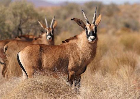 Roan Antelope Largest Antelope Species In Africa