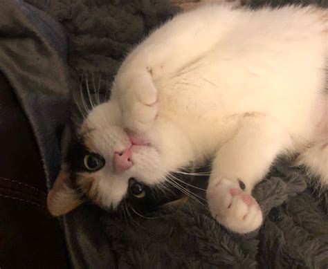 Miss Dotty The Girlboss Happy Cats Haven