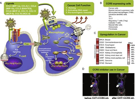 Figure 1 From The G Protein Coupled Receptor Ccr5 In Cancer Semantic