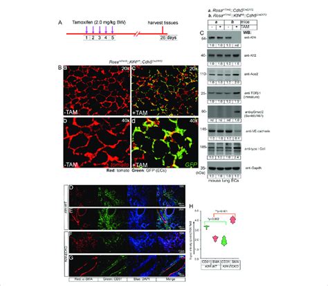 Ec Klf4 Deletion Induces Endmt In The Lung Tissues A The Timeline
