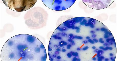 Green Arrow Structure Of Concern Nb Lack Of Capsule Red Arrow