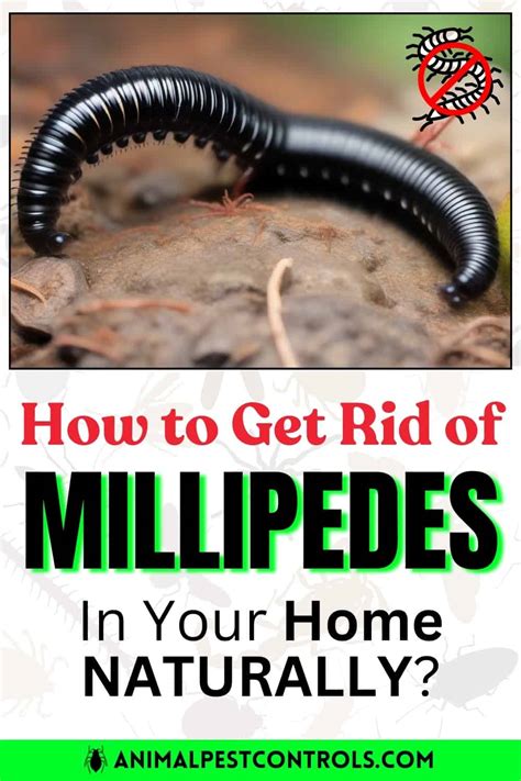 How To Get Rid Of Millipedes In Your Home Naturally