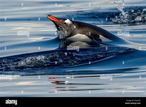 Gentoo Penguin Swimming Cierva Cove San Martín Land Antarctic