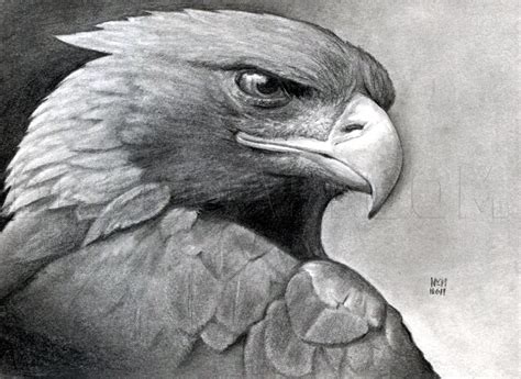 Eagle Head Pencil Drawing