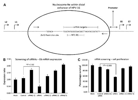 Screening Of Five Sirnas Identifies An Sirna Causing Tgs A A