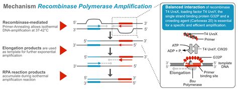 Enzyme Recombinase Function In At Sheila Creighton Blog