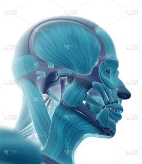 男性头部解剖模型