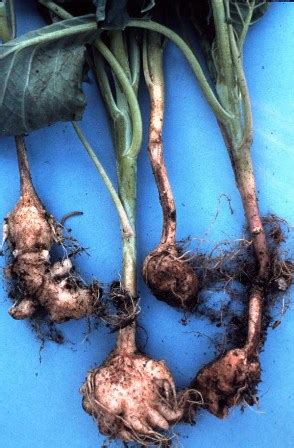Province Of Manitoba Agriculture Clubroot Of Brassica Crops