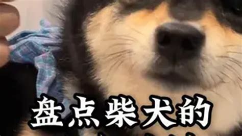 小柴不可以瑟瑟哦”狗狗 养狗的乐趣 治愈小宠 柴犬 被小狗治愈的一万个瞬间 Youtube