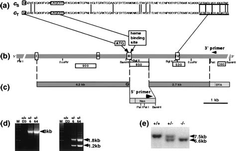 Disruption Of The Cyt C T Gene A Amino Acid Sequences Of Cyt C S And