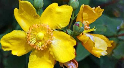 Growing Hypericum Hidcote The Complete Guide