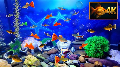 🔴live 4k Real Aquarium Fish Tank 🐠 Guppies Mollies Neon Tetras