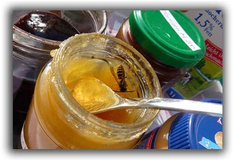 Insect Extermination Services Critter Control Of The Triad