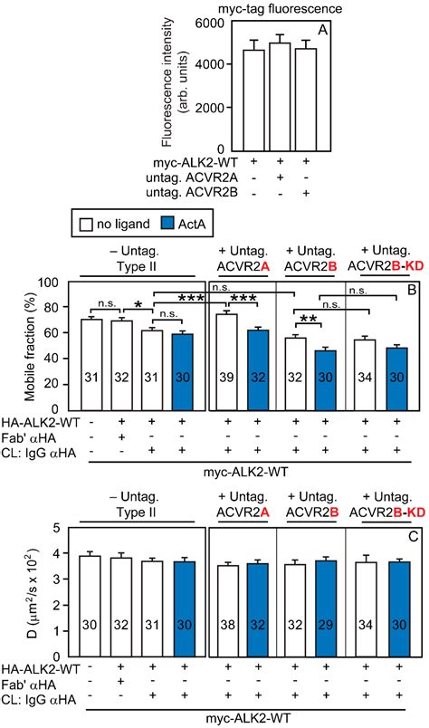 Cells Free Full Text The Activation Of The Fibrodysplasia
