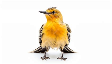 Premium Photo Bird Elevation Front View Isolated On White Background
