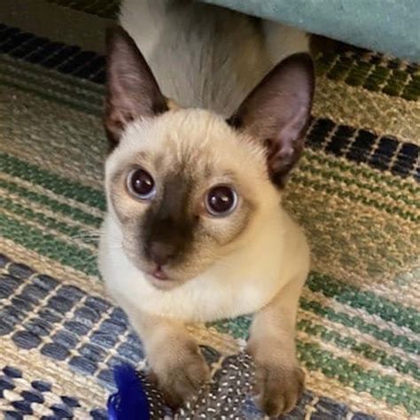 Houston Traditional Siamese Kittens Houston Traditional Siamese
