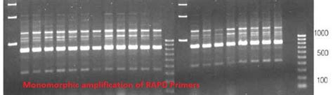 On What Bases I Can Consider The Dna Band On Rapd Gel Is Polymorphic Or