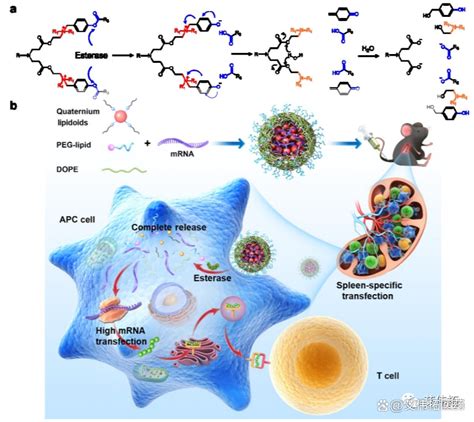 酯酶响应的去阳离子型季铵盐提高lnp的稳定性和脾靶向性 知乎