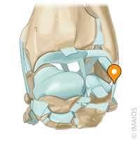 Lateral Carpal Collateral Ligament Vet Anatomy Imaios