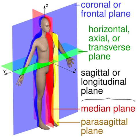Transverse Plane Wikipedia