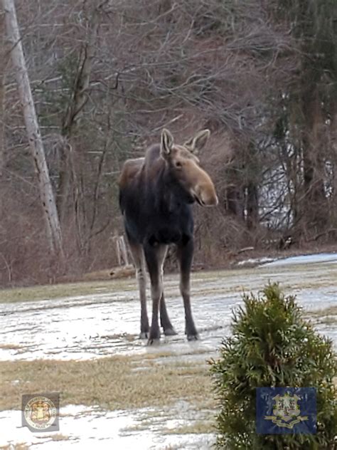 Police Moose Spotted By Side Of The Road In Winsted