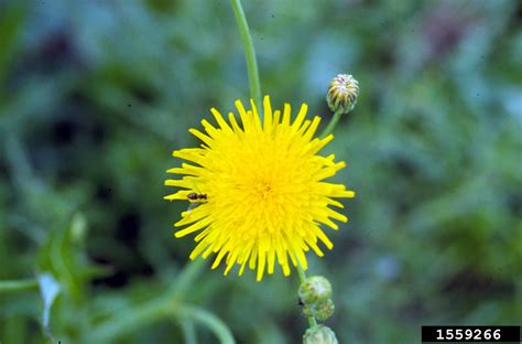 Sonchus Arvensis L Idseed