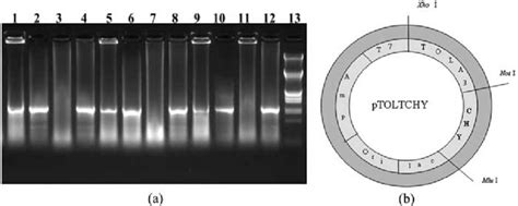 A The Analytical Pcr Reactions For The Chymosin Gene Demonstrated In