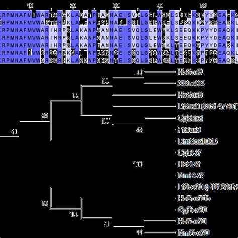 Identification Of Sox Genes In L Fortunei A Alignment Of Hmg