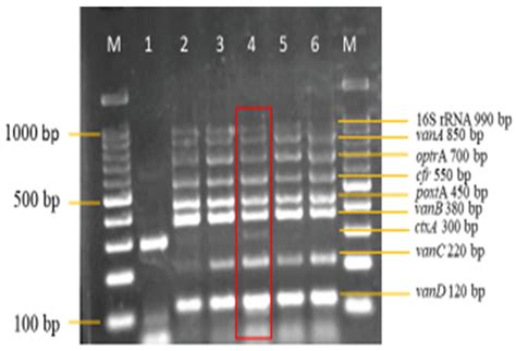 A Nanoplex Pcr Assay For The Simultaneous Detection Of Vancomycin And Linezolid Resistant Genes