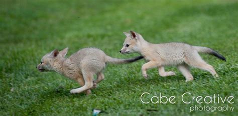 Brady Cabe Photographer Central California Photography Kit Fox Pups