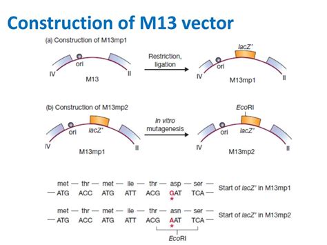 Ppt Vectors Powerpoint Presentation Free Download Id2263759