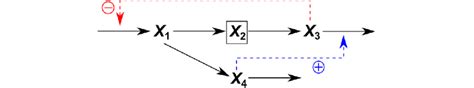 Branched Metabolic Pathway Model With Inhibition And Activation X I