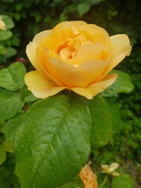 Angela Doore On Linkedin Im Really Enjoying Seeing The Roses