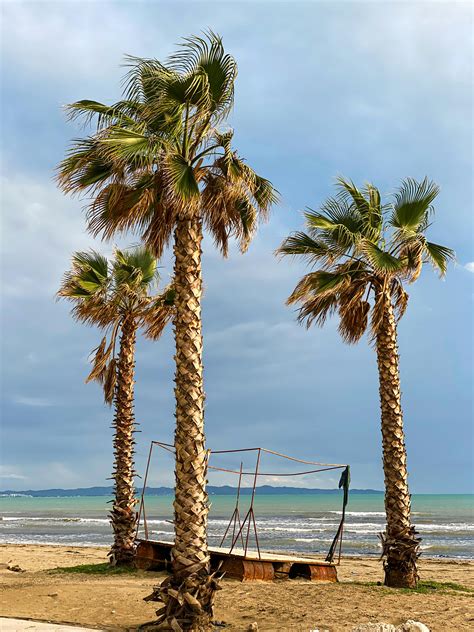Tropical Beach And Palm Trees Photos Download The Best Free Tropical