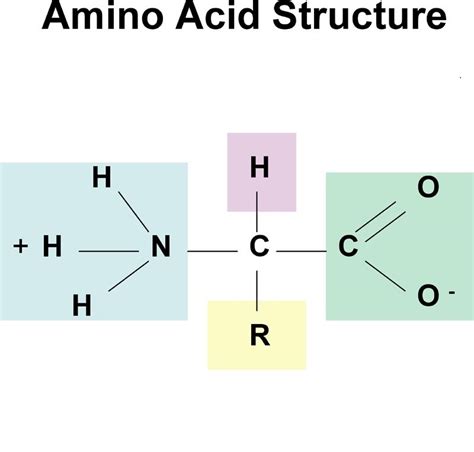 Ap Bio Unit 2 Biochemistry Diagram Quizlet