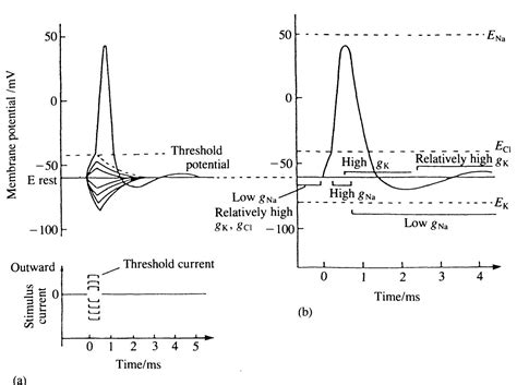 3 A An Action Potential Produced By A Nerve Cell Membrane