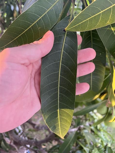 Mango Tree Type Identification R Plantidentification