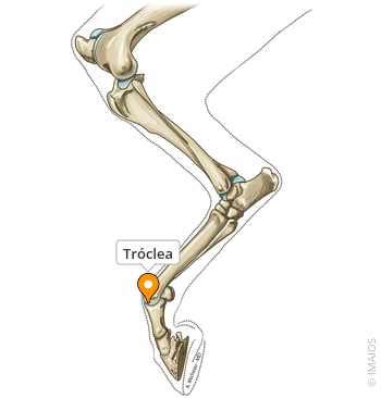 Tróclea Vet Anatomy Imaios