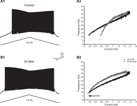 Figure 1 From Potassium Currents Dynamically Set The Recruitment And