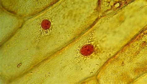 How To Make A Simple Microscope Sciencing