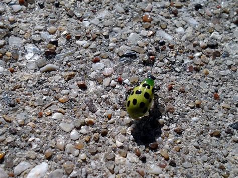 Beatle By Drakewl75 On Deviantart