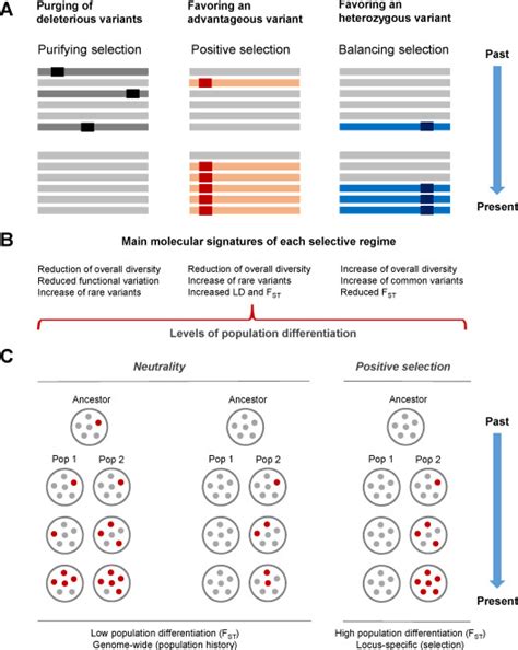 Purifying Selection Example Purifying Selection Example