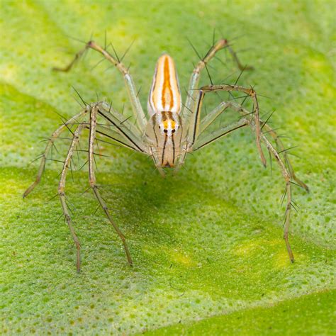 Lean Lynx Spider By Strictfunctor On Deviantart