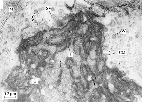 A Cyanobiont Protoplast In The Basal Region Of The Coralloid Root Of E