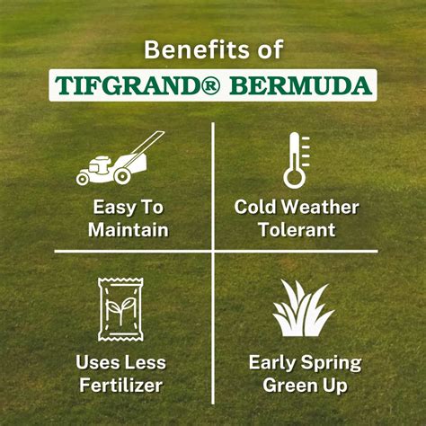 The Turfgrass Group Inc On Linkedin 🌿 Discover The Wonders Of Tifgrand® Bermuda Enjoy A Lush