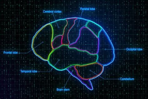 What Is A Functional Brain Map And Why It Matters