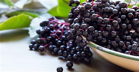 How To Harvest And Preserve Elderberry Gardeners Path