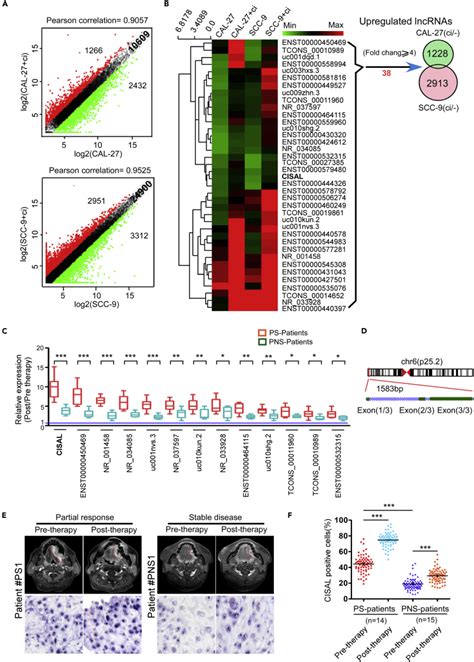 Lncrna Cisal Inhibits Brca1 Transcription By Forming A Tertiary Structure At Its Promoter Pmc