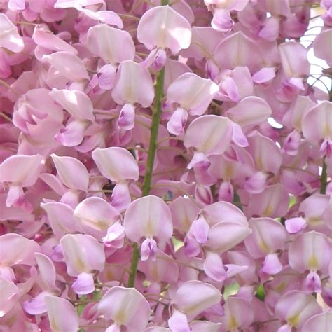 Wisteria Floribunda Rosea Pink Japanese Wisteria Ornamental Trees